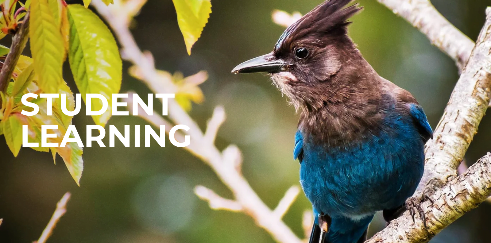 About Us - Project Wildbird